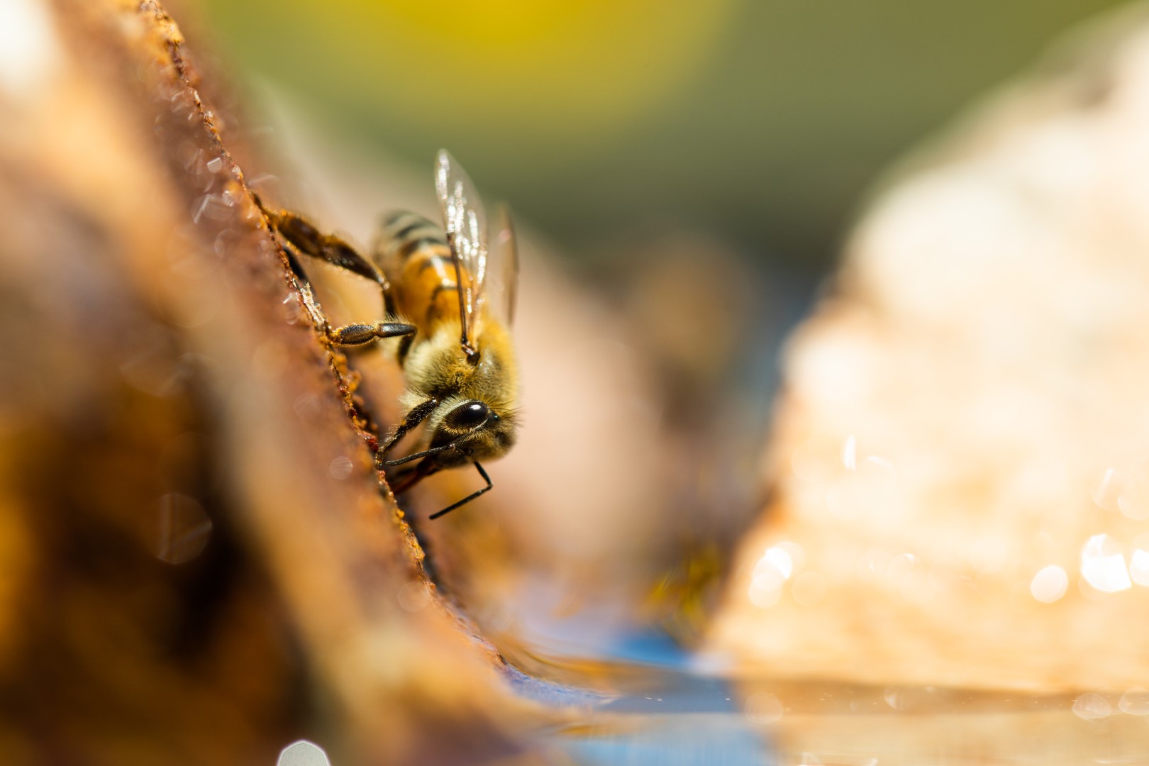 Wasp Removal in Phoenix, AZ - Phoenix Metro Bee Removal